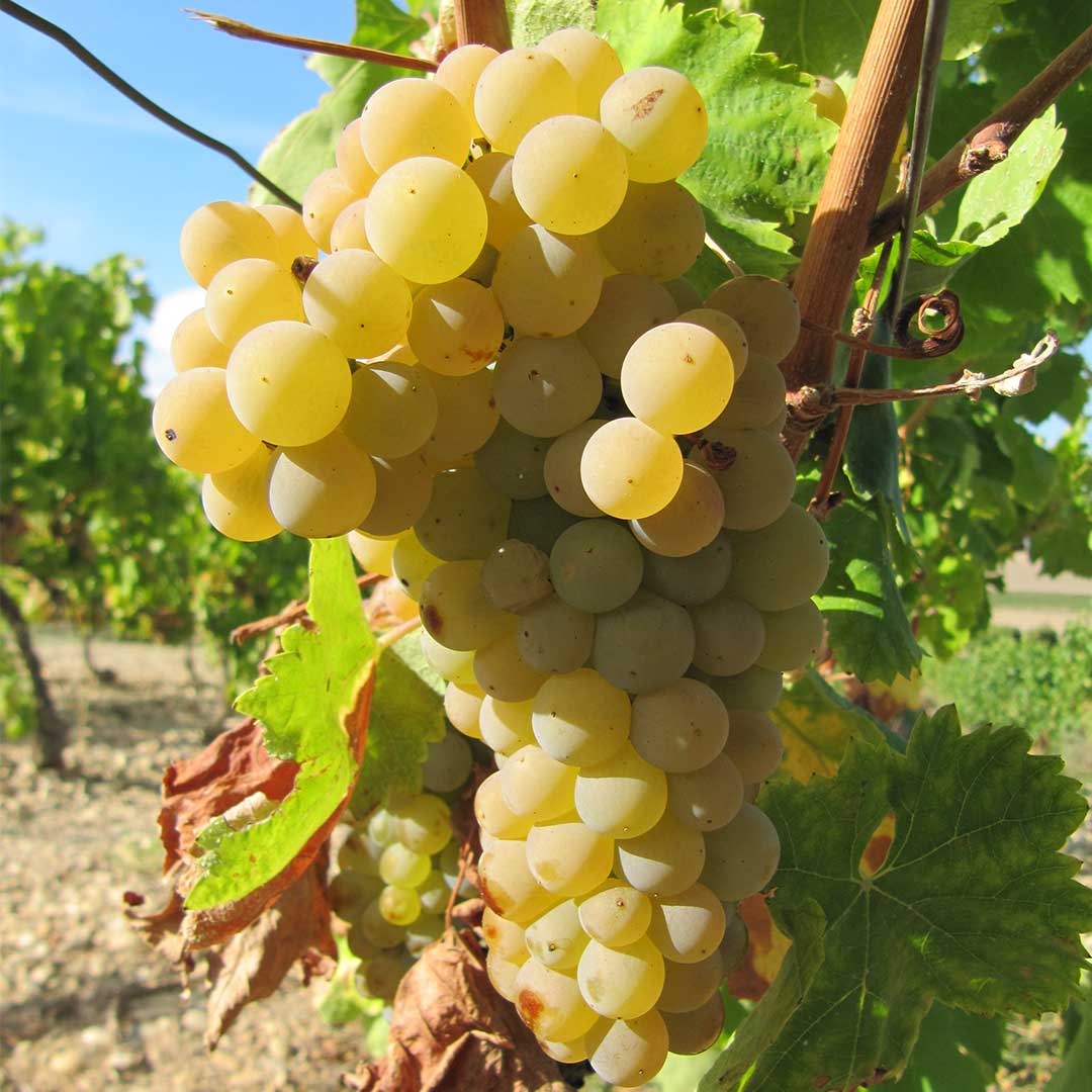 Uva Viura - Bodegas Urbina